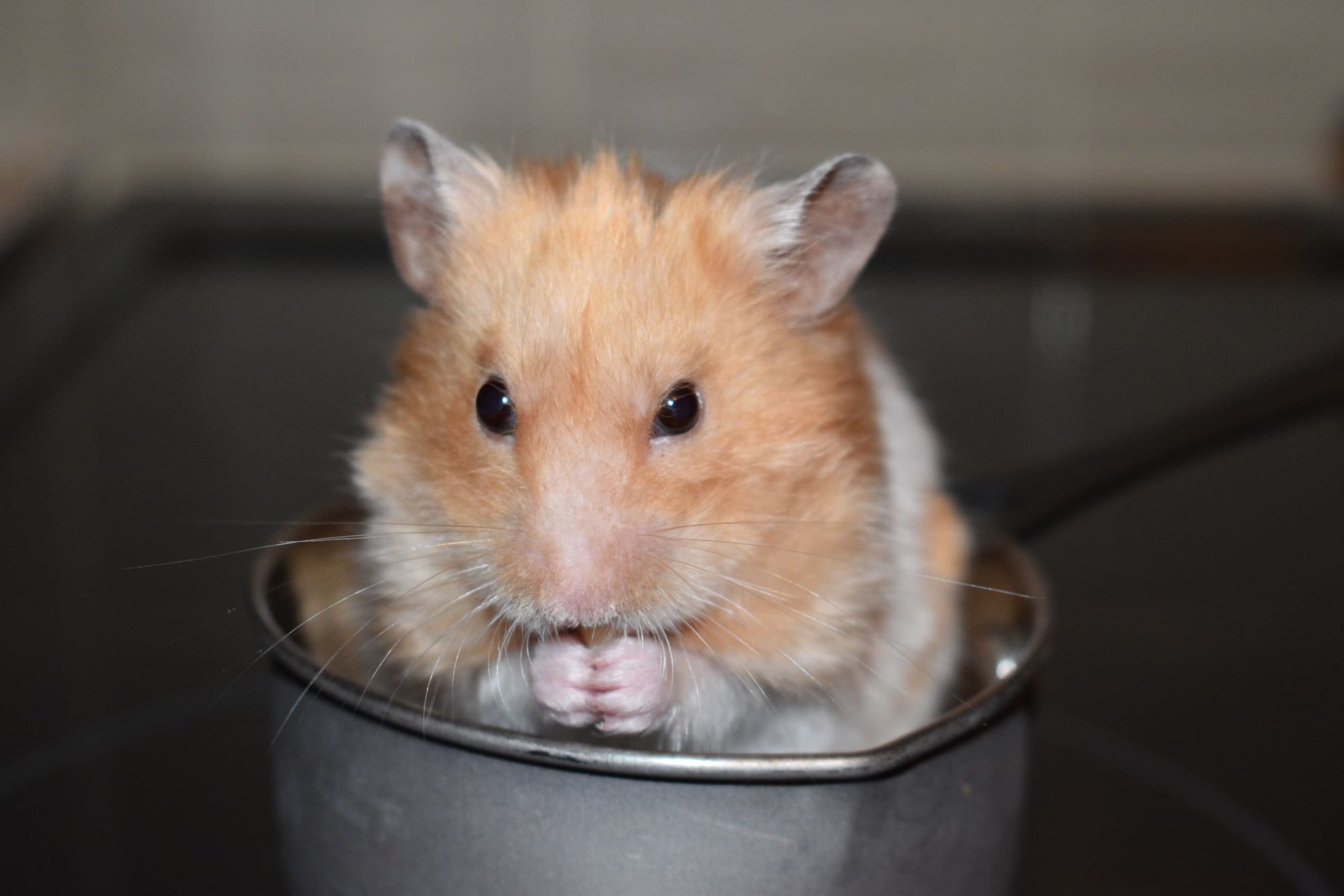 A Complete Syrian Hamster Guide For New Pet Owners